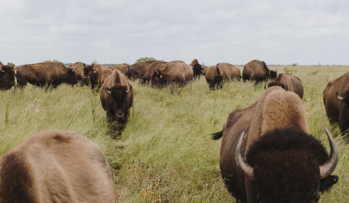 In Depth: Roam Ranch - Tribeza