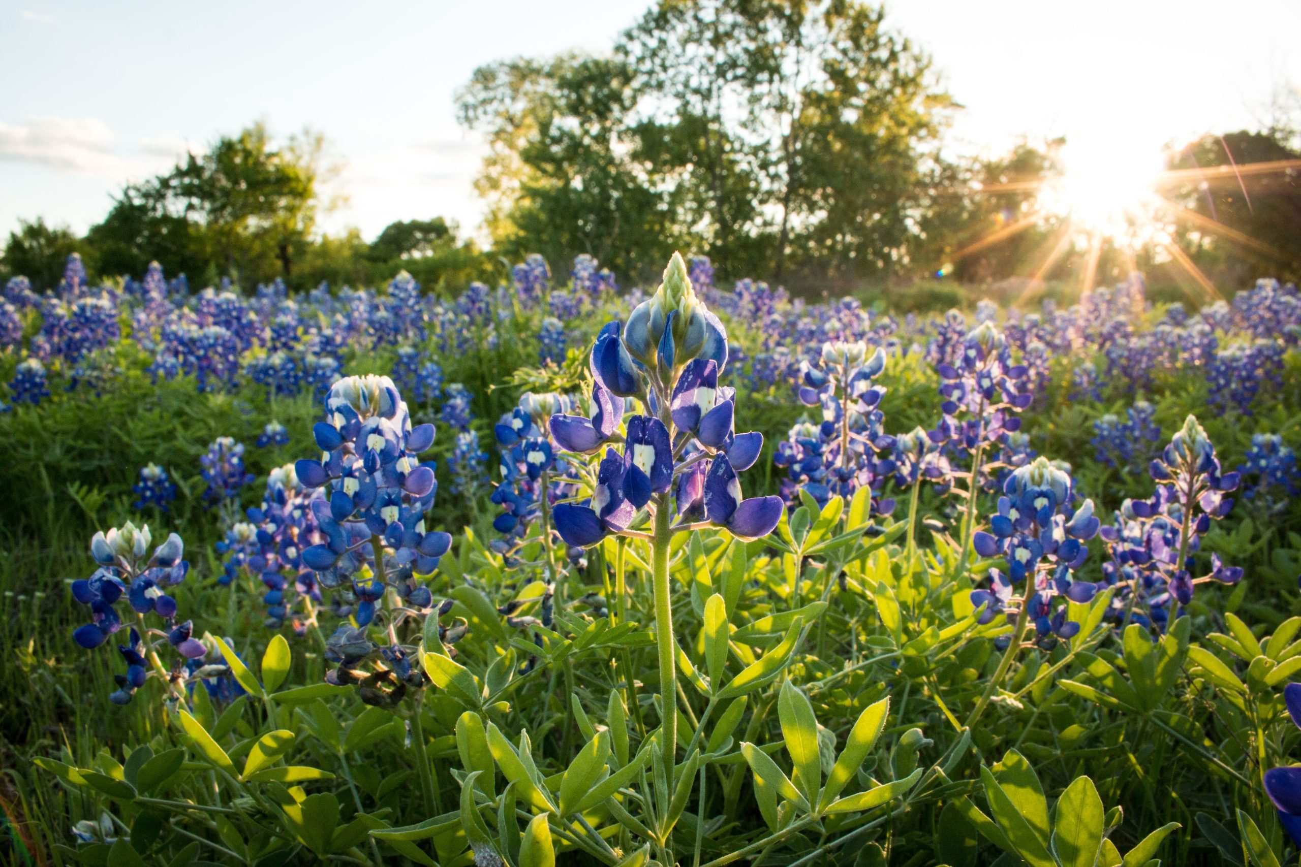 Where to See Wildflowers in Central Texas - Tribeza