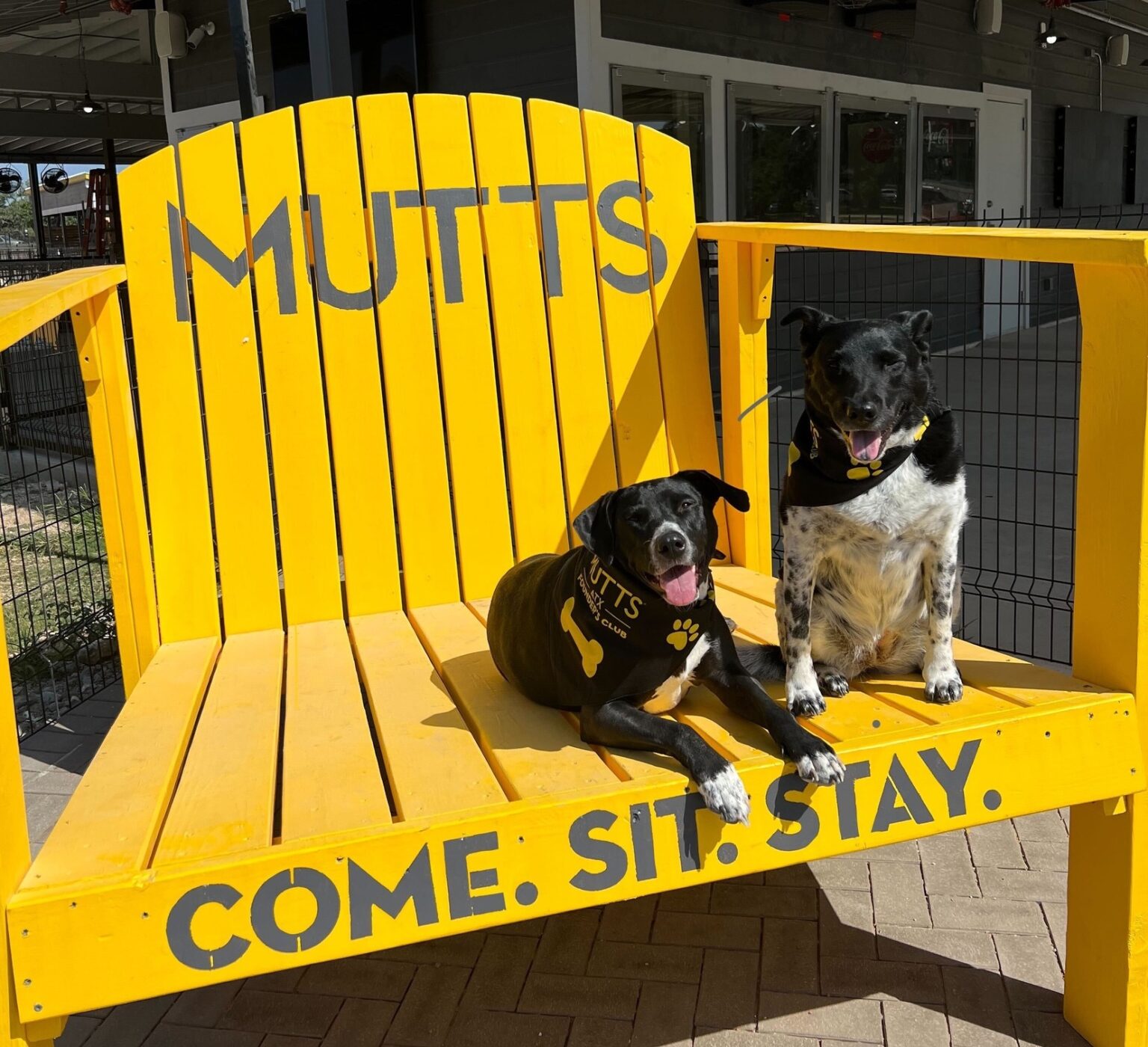 Austin’s Top Dog-Friendly Eateries - Tribeza