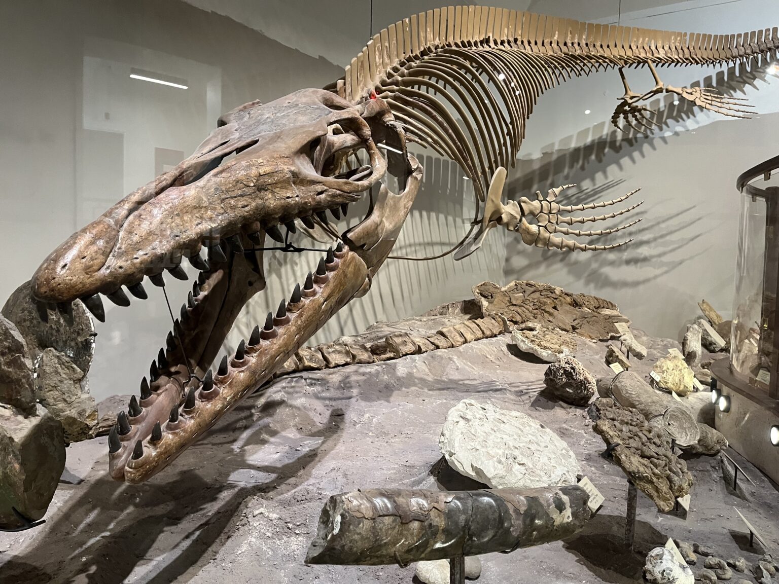 Texas Memorial Museum Reopens with a Dino-Sized Roar as the Texas ...