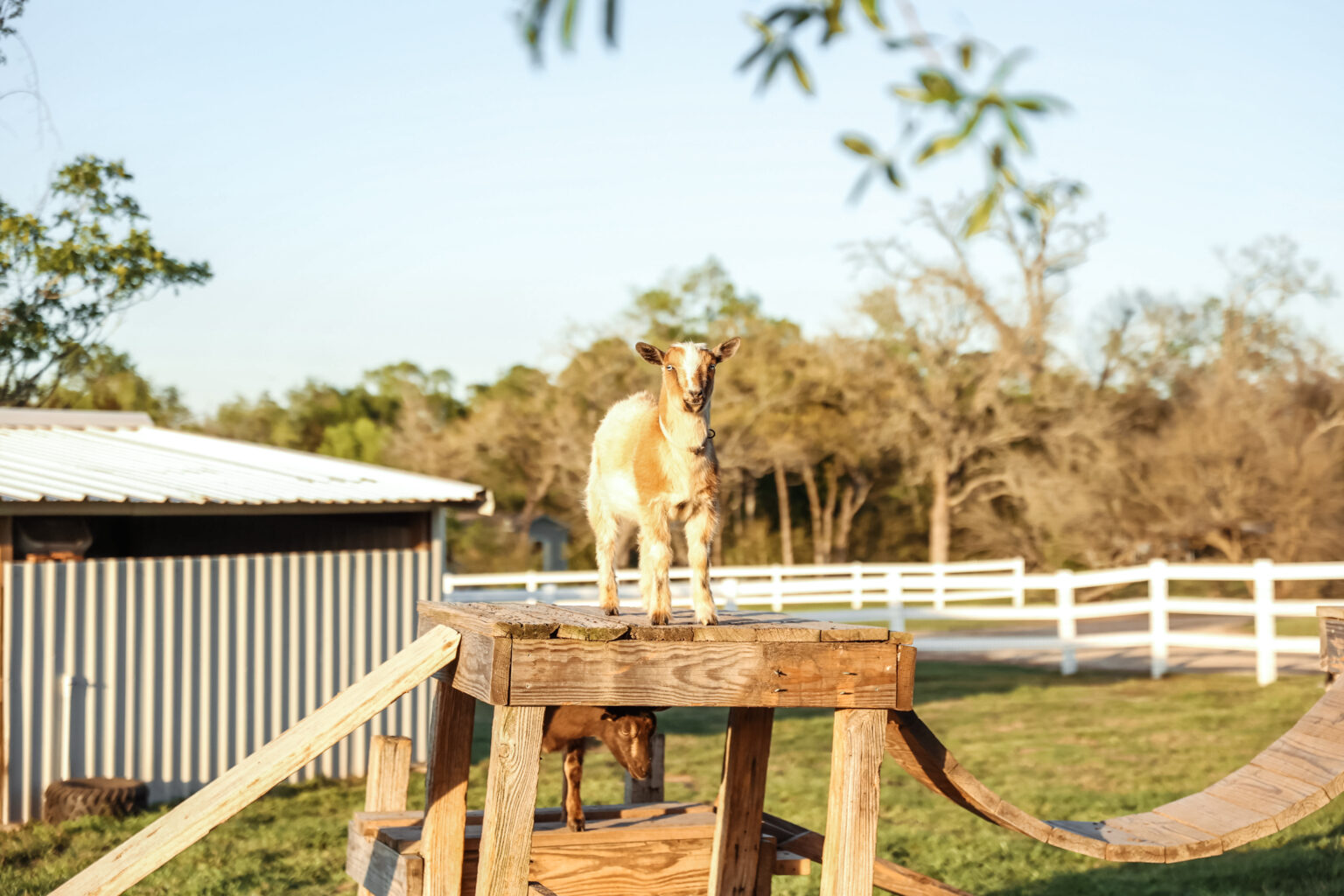 Milk and Honey Ranch Offers a Luxurious Farm Stay in Round Top - Tribeza