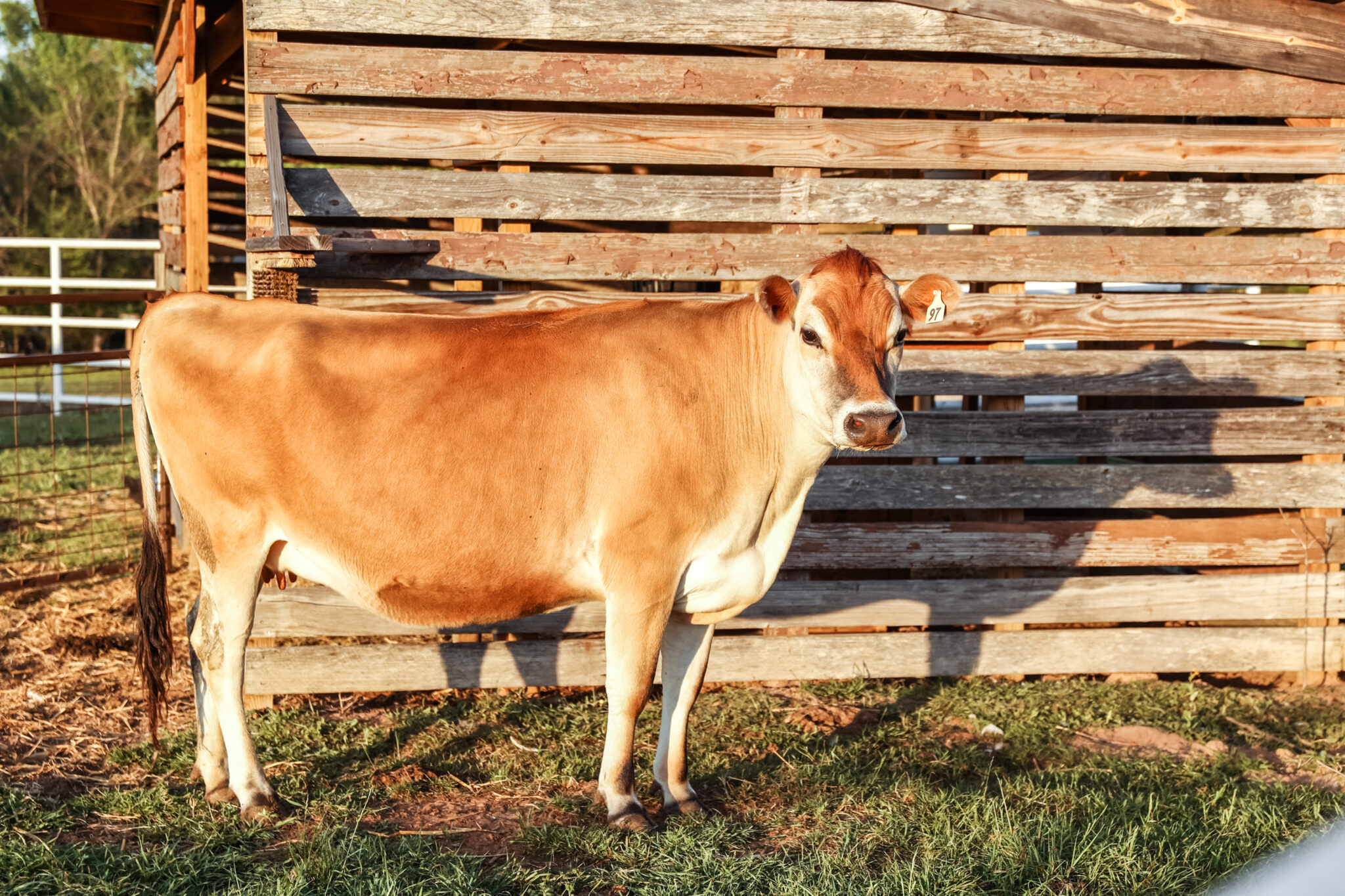 Milk and Honey Ranch Offers a Luxurious Farm Stay in Round Top - Tribeza