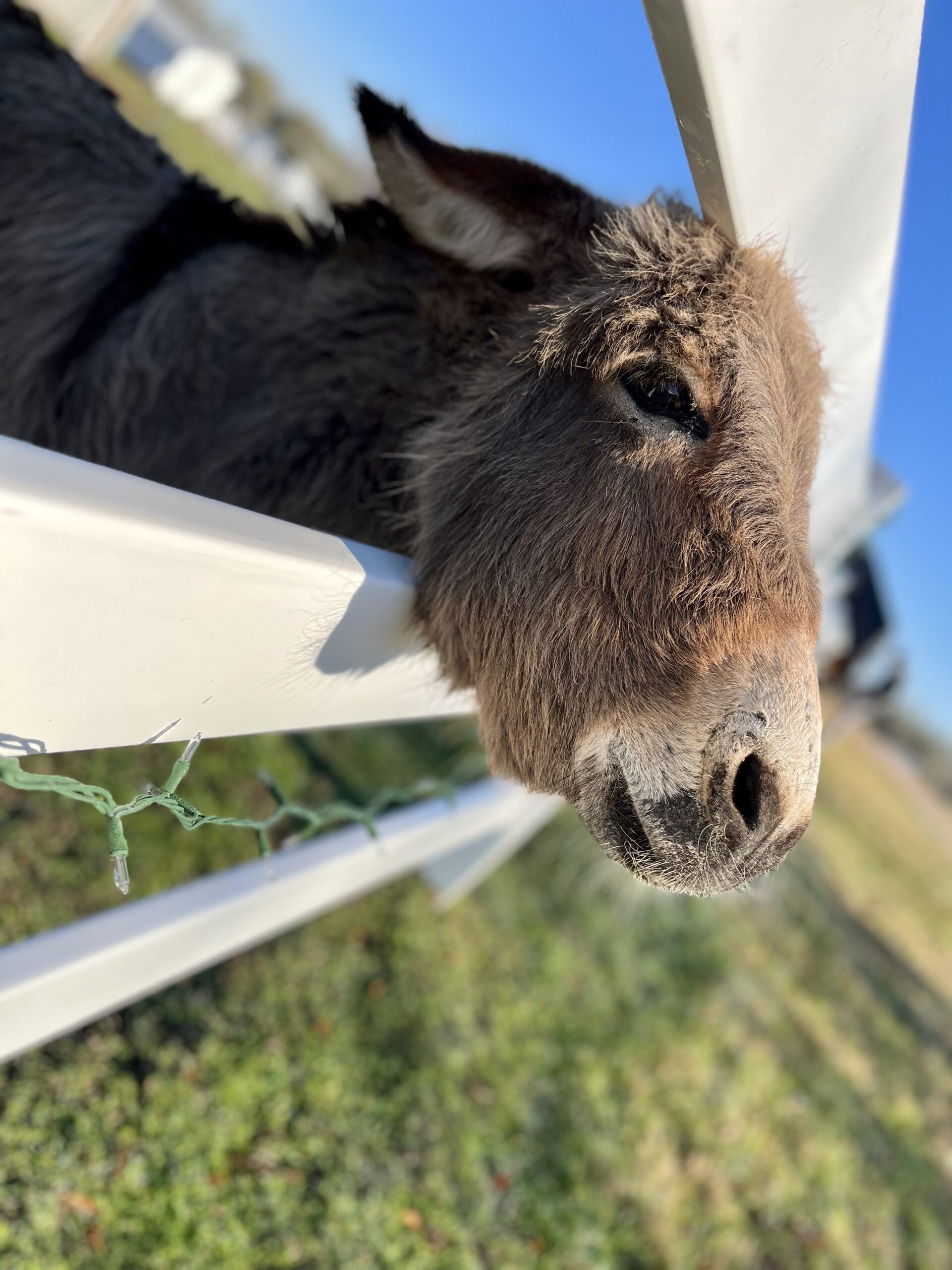 Milk and Honey Ranch Offers a Luxurious Farm Stay in Round Top - Tribeza