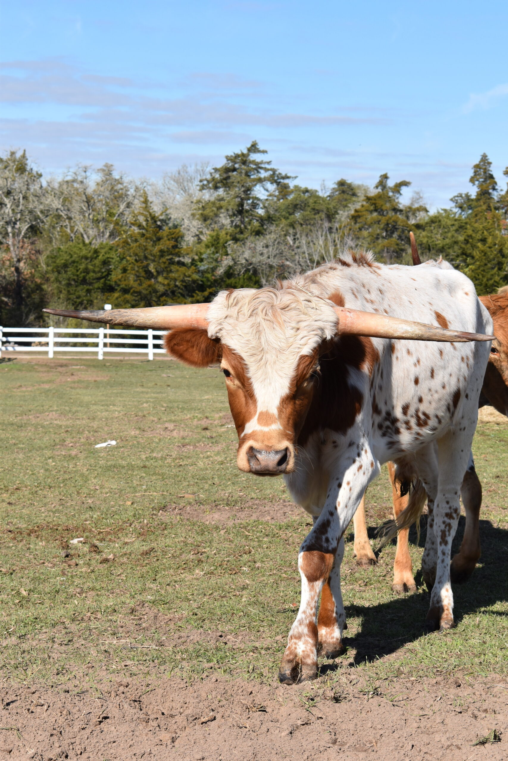 Milk and Honey Ranch Offers a Luxurious Farm Stay in Round Top - Tribeza