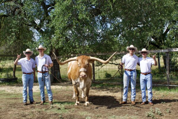 Meet the Caretakers of UT Austin’s Beloved Mascot Bevo - Tribeza